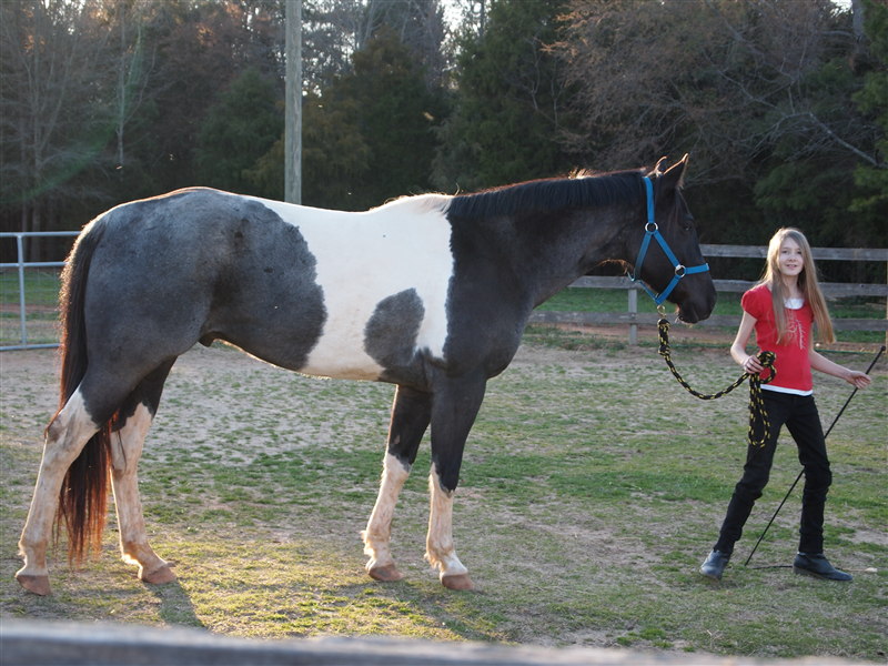 About US | Blue Wave Stable