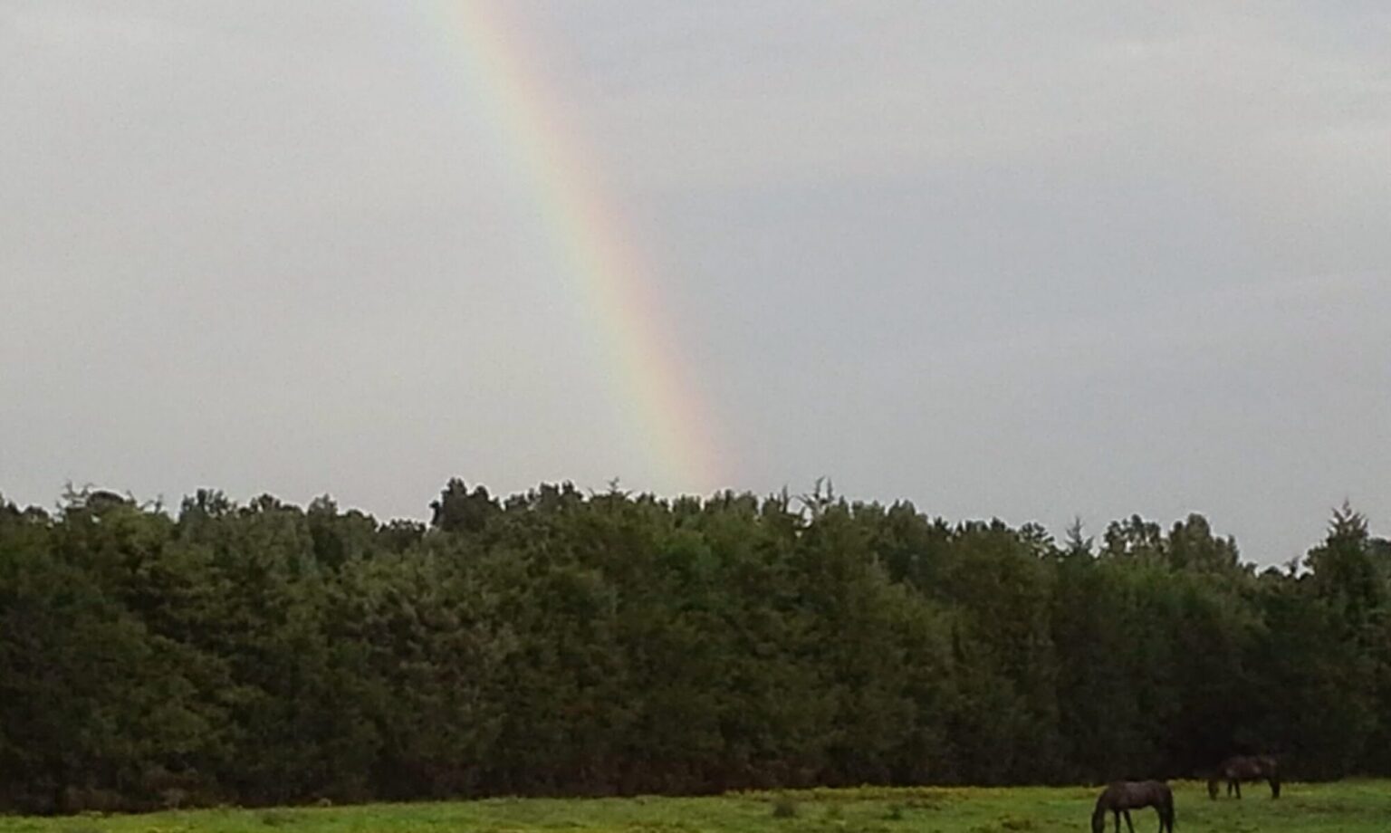 About US | Blue Wave Stable